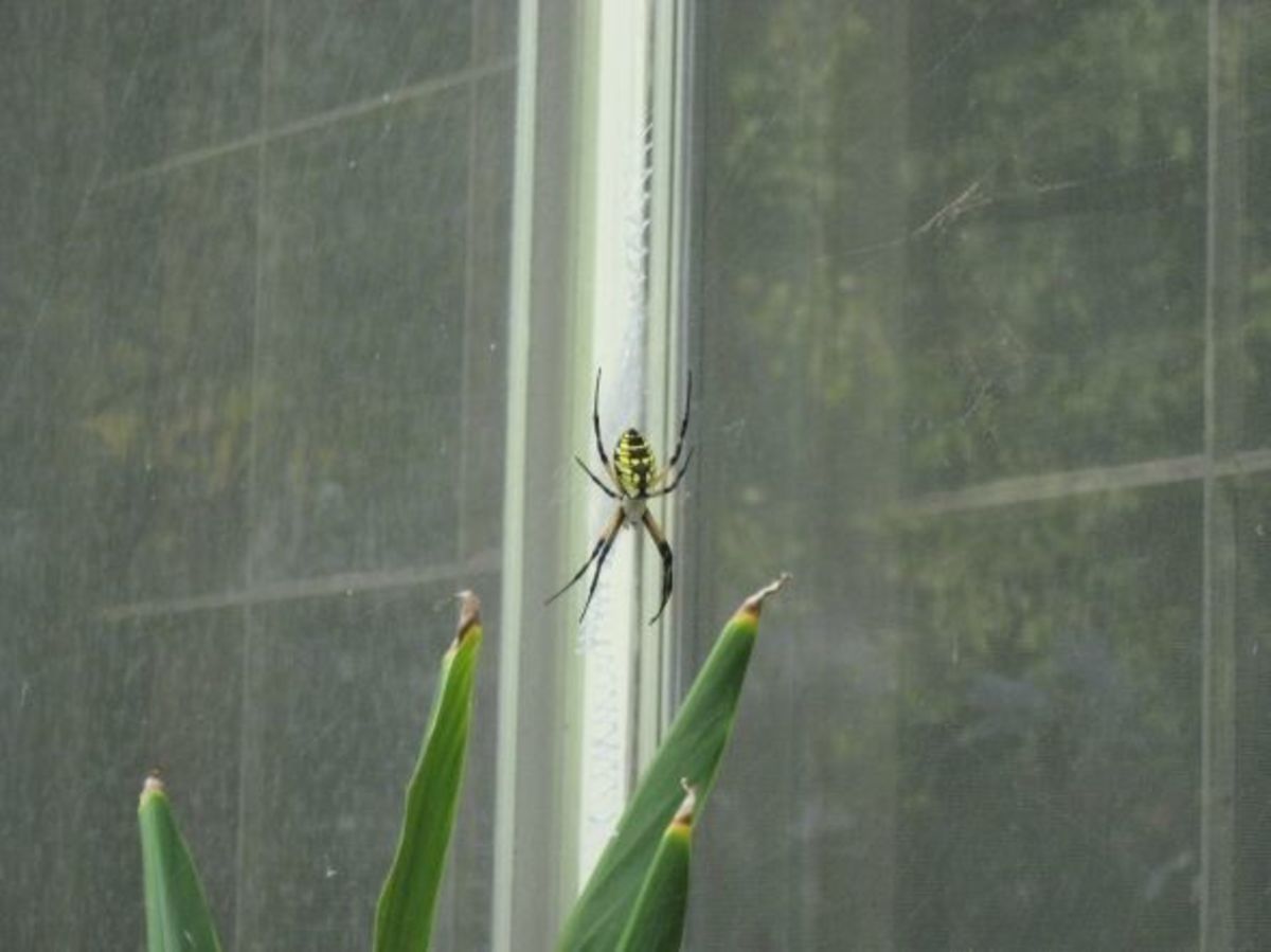 Writing Spiders - HubPages