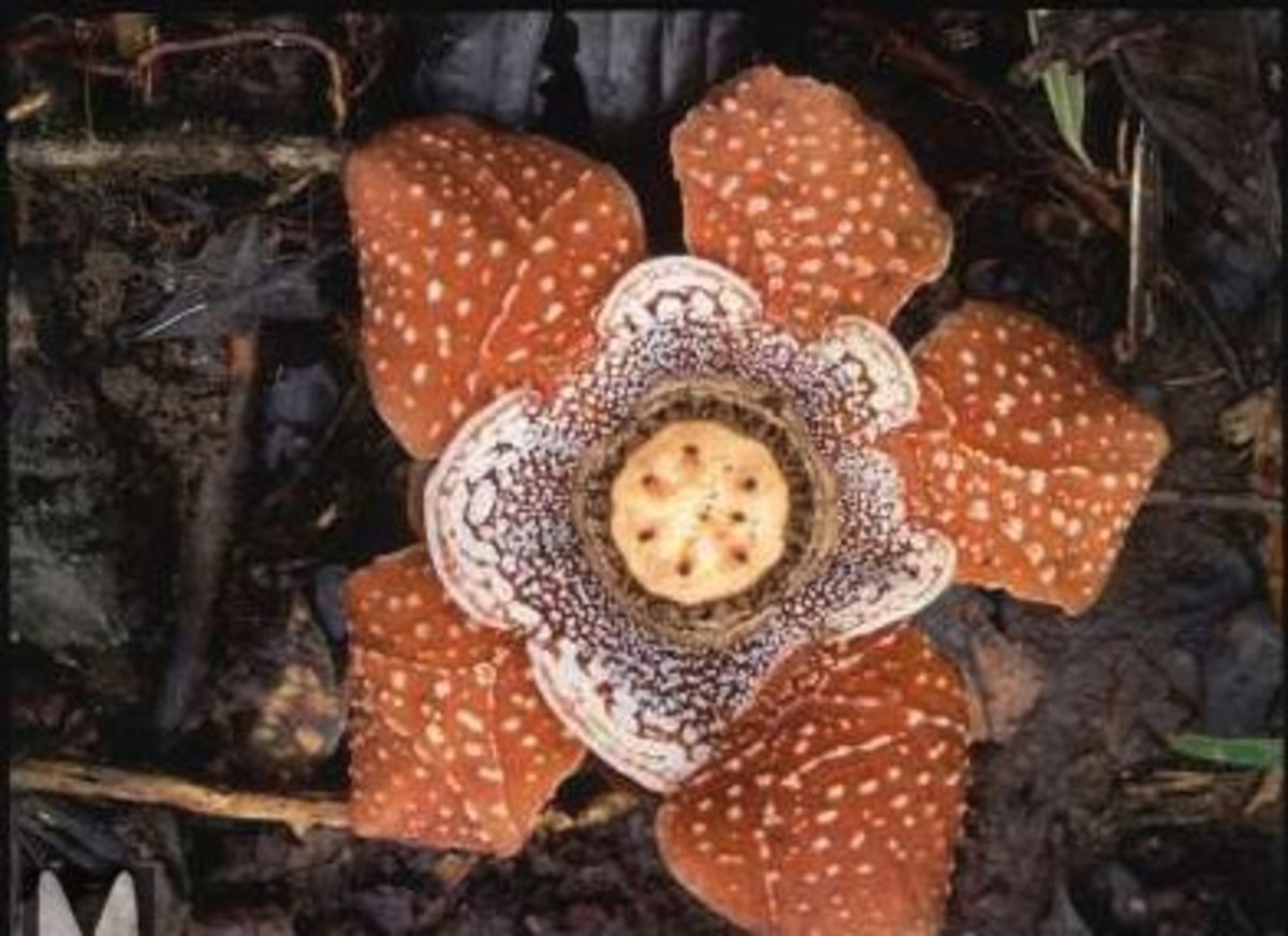 Different Species of Rafflesia-Part I - HubPages