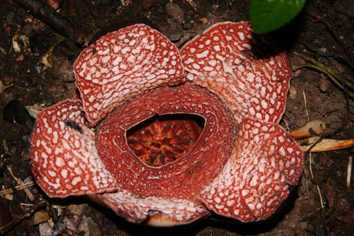 Different Species of Rafflesia-Part I - HubPages