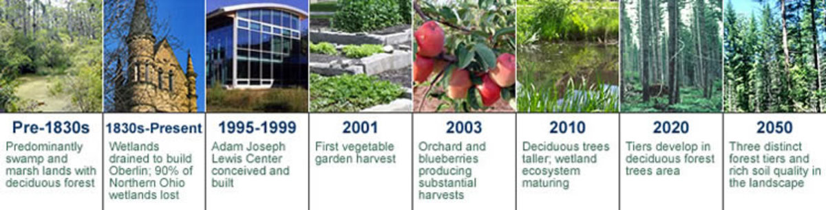 Regenerative Architecture | Beyond Sustainability - Design to Actively ...