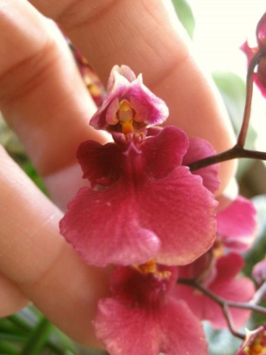 The Angel Orchids - HubPages
