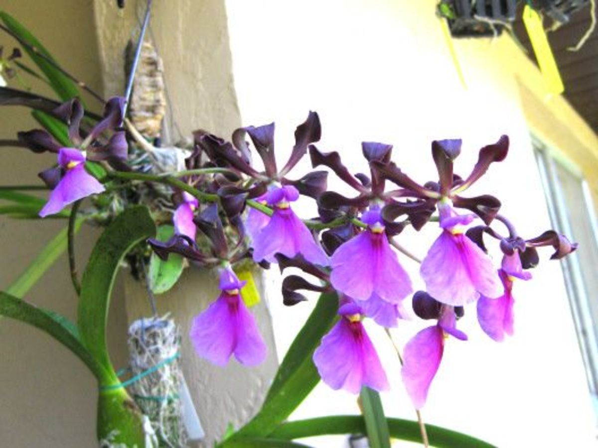 The Angel Orchids - HubPages