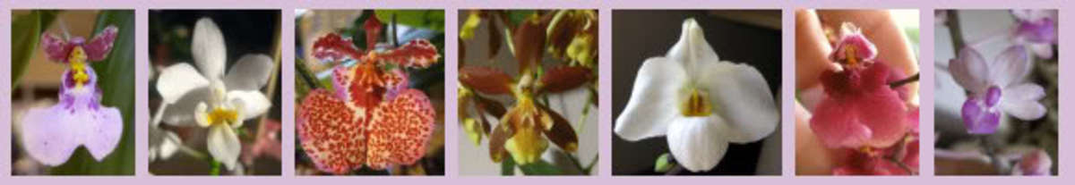 The Angel Orchids - HubPages