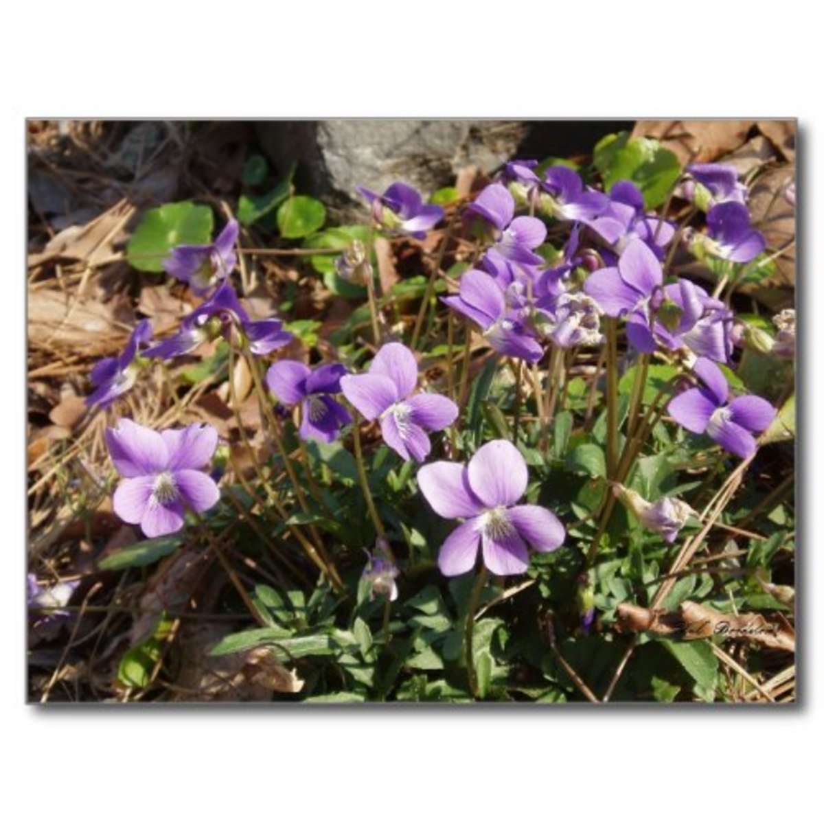 Native Violas and Violets of Louisiana - HubPages