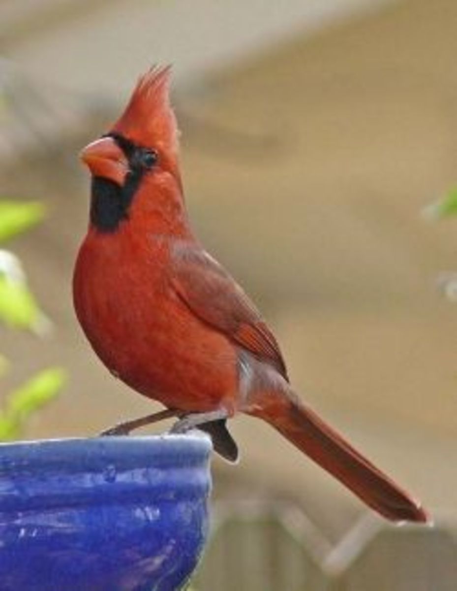Nine Common Birds in Our Backyard - HubPages