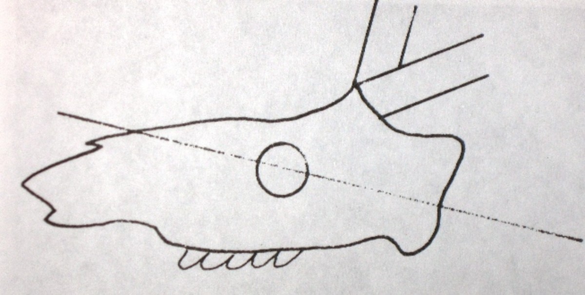 Whitetail Deer Shoulder Mount - HubPages