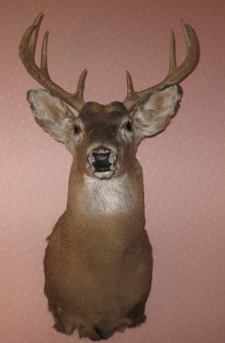 Whitetail Deer Shoulder Mount - HubPages
