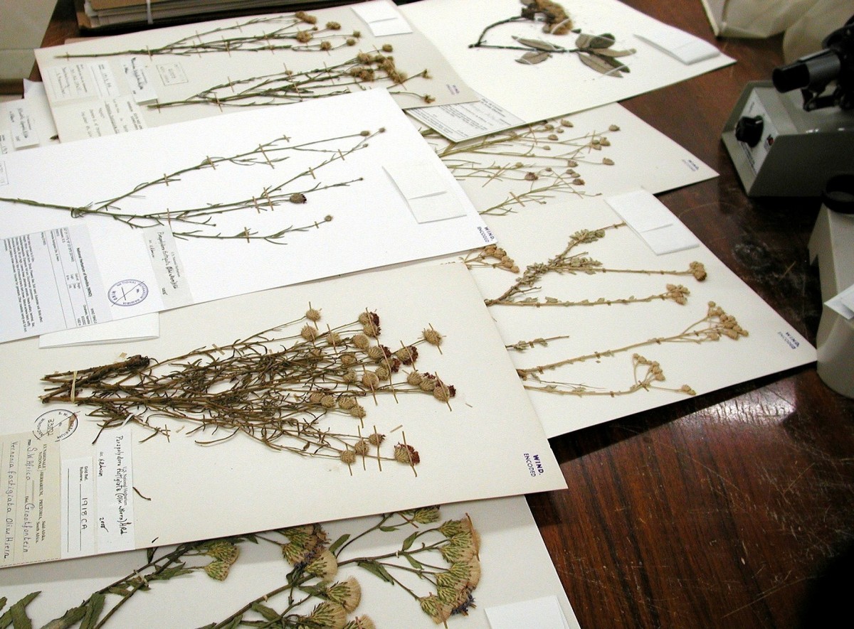 10 Largest Herbaria in The World - HubPages