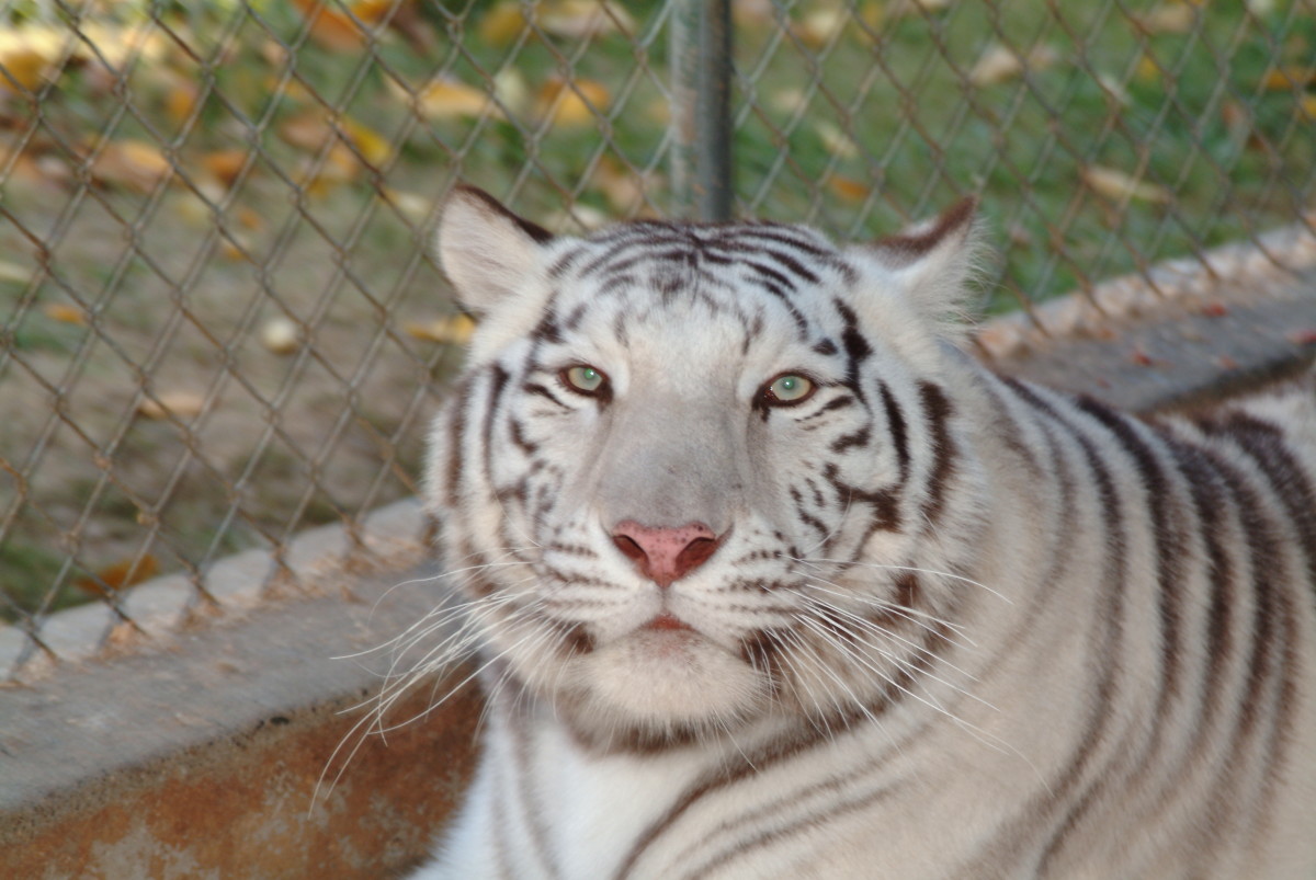Zoos, Why Do We Keep Exotic Animals In The Zoo? - HubPages