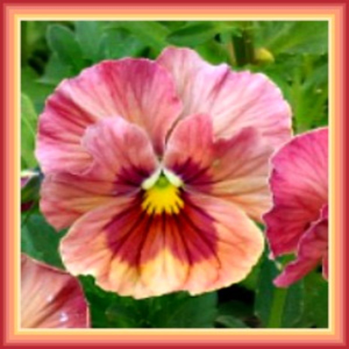 Beautiful & Delicious Pansy Flower Recipes - HubPages