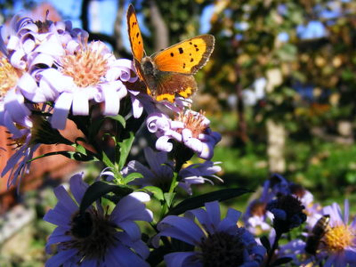 Why the Butterfly is Considered Inspirational - HubPages