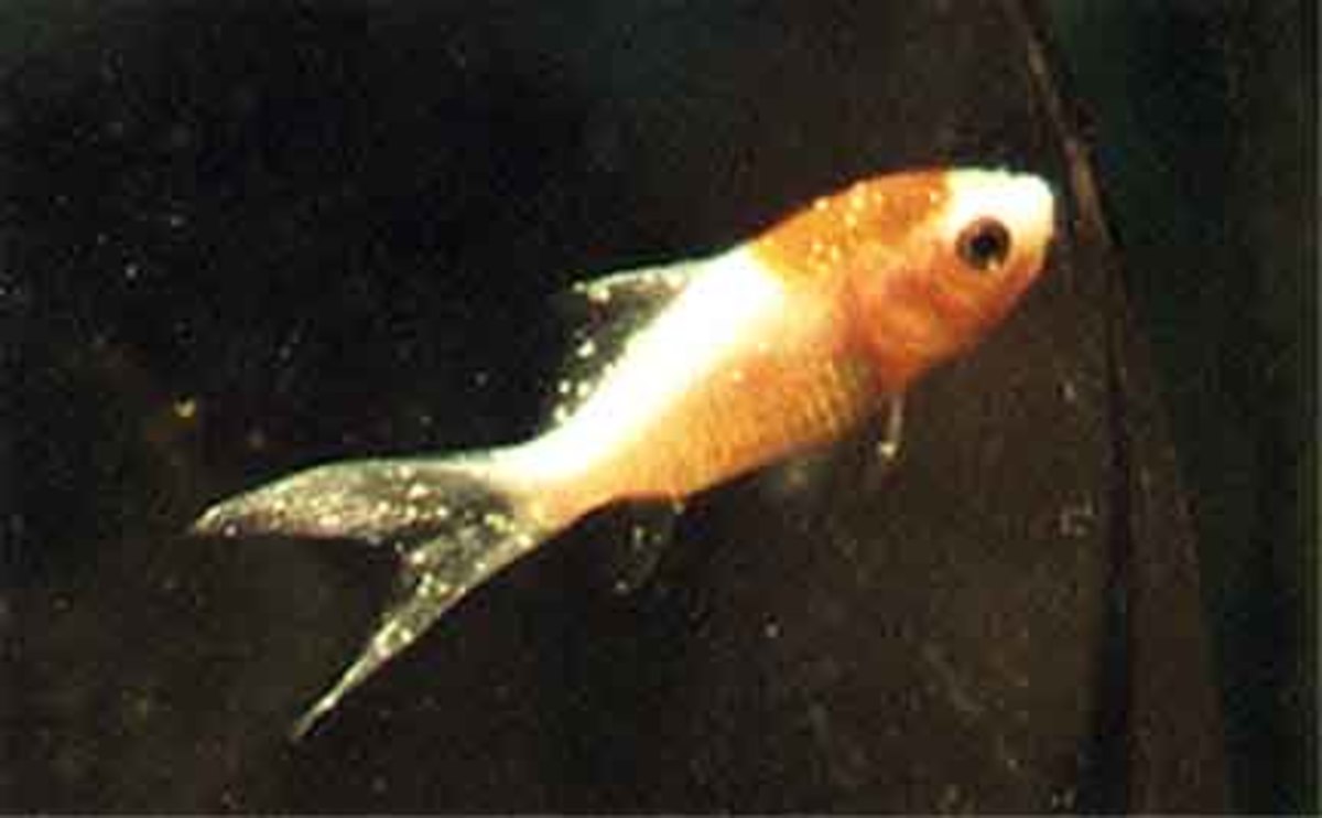 Goldfish Care, Breeds and Goldfish Diseases - HubPages