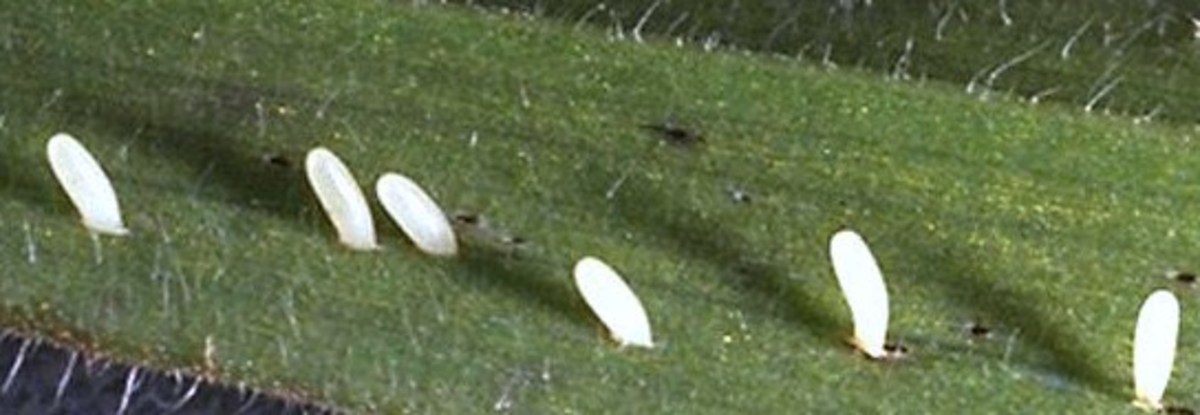 Get to Know These Beneficial Bugs - HubPages