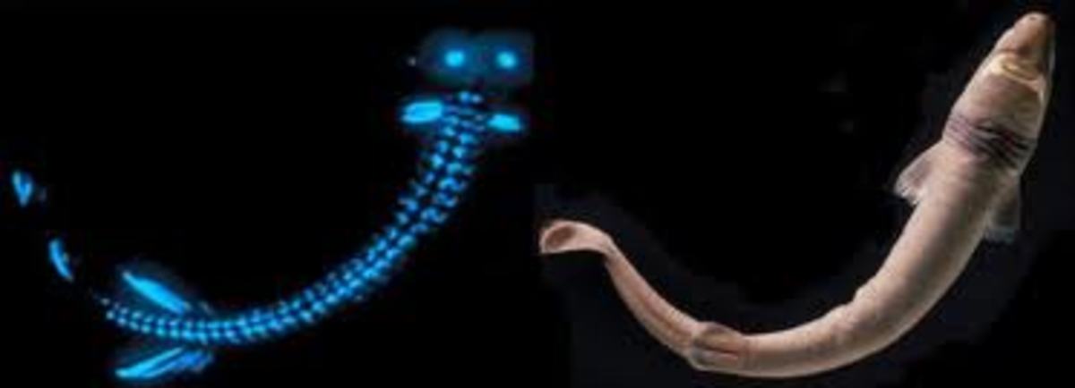 Animals that Glow : The Science of Bioluminescence - HubPages