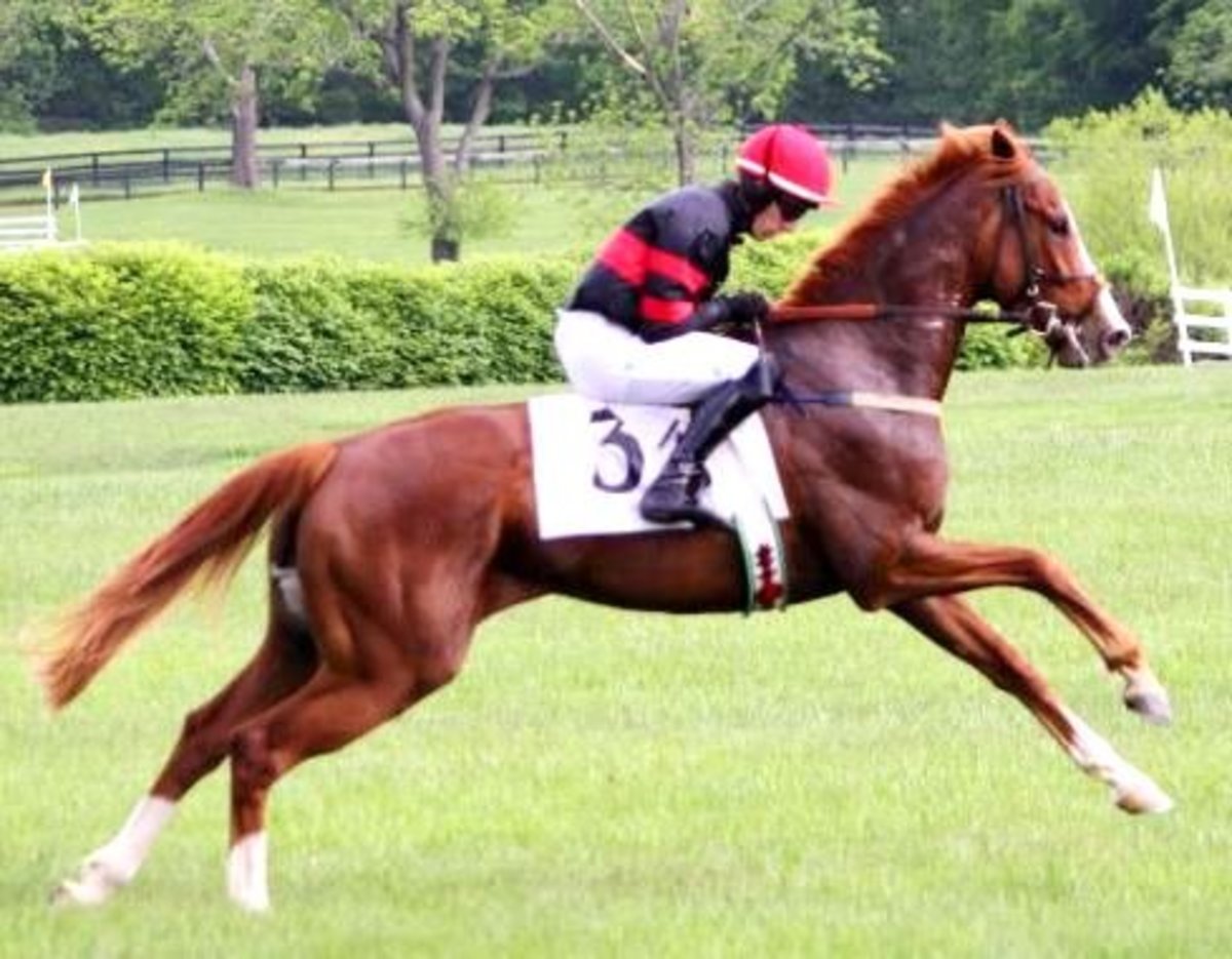 Types of Horse Paces and Horse Gaits - HubPages
