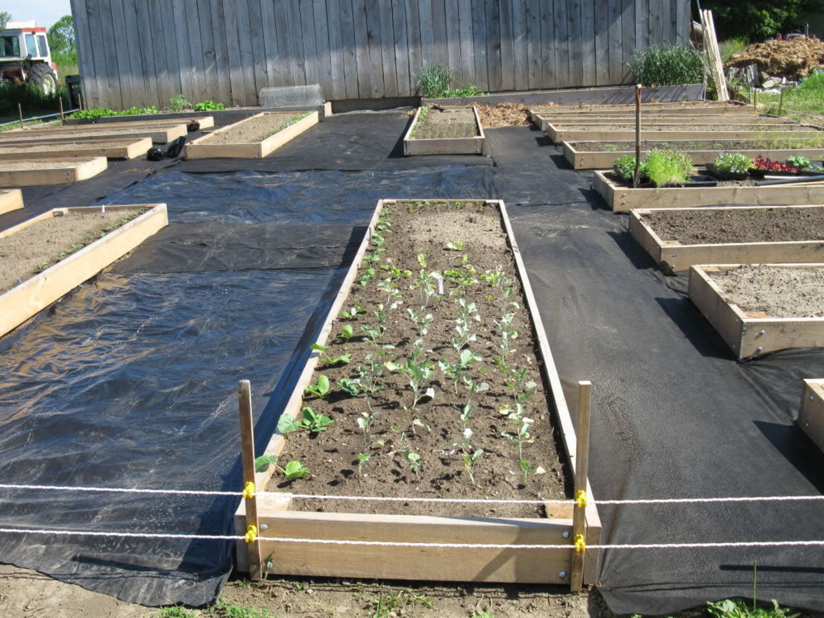 Building & Planting a Raised Bed Garden for Growing Vegetables. - HubPages