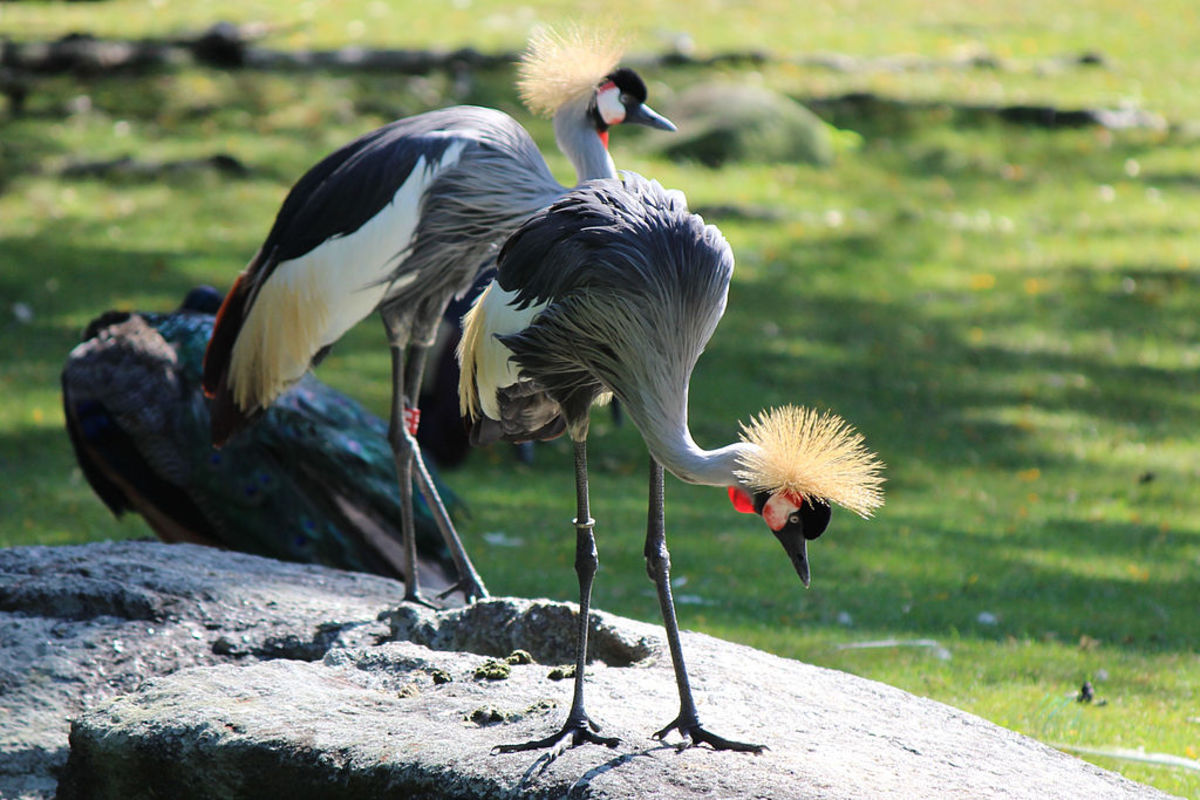 Top 10 Largest Birds on Earth | Wingspans - HubPages
