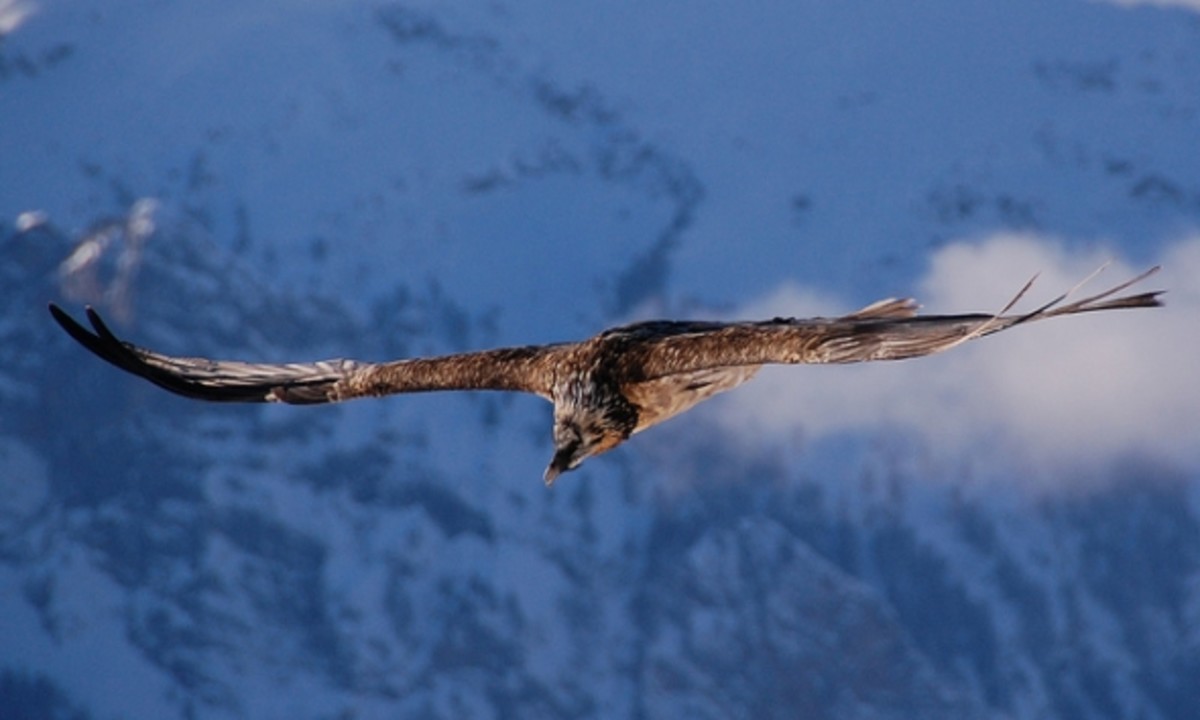 Top 10 Largest Birds on Earth | Wingspans - HubPages