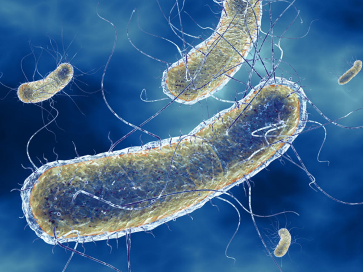 Some Facts About E. Coli Bacteria - HubPages