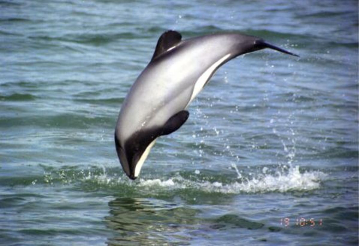 The Differences Between Baleen and Toothed Whales - HubPages