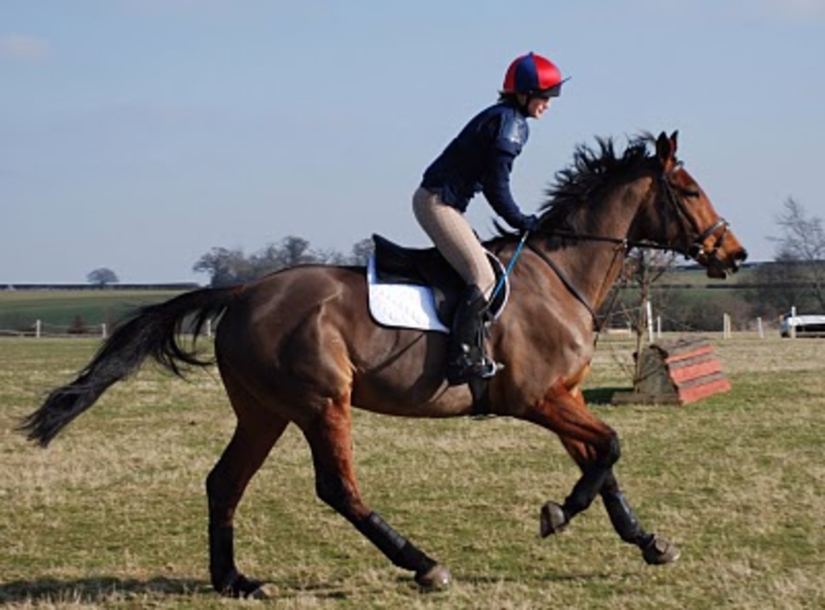 Horse riding lessons: Position of the lower leg - HubPages
