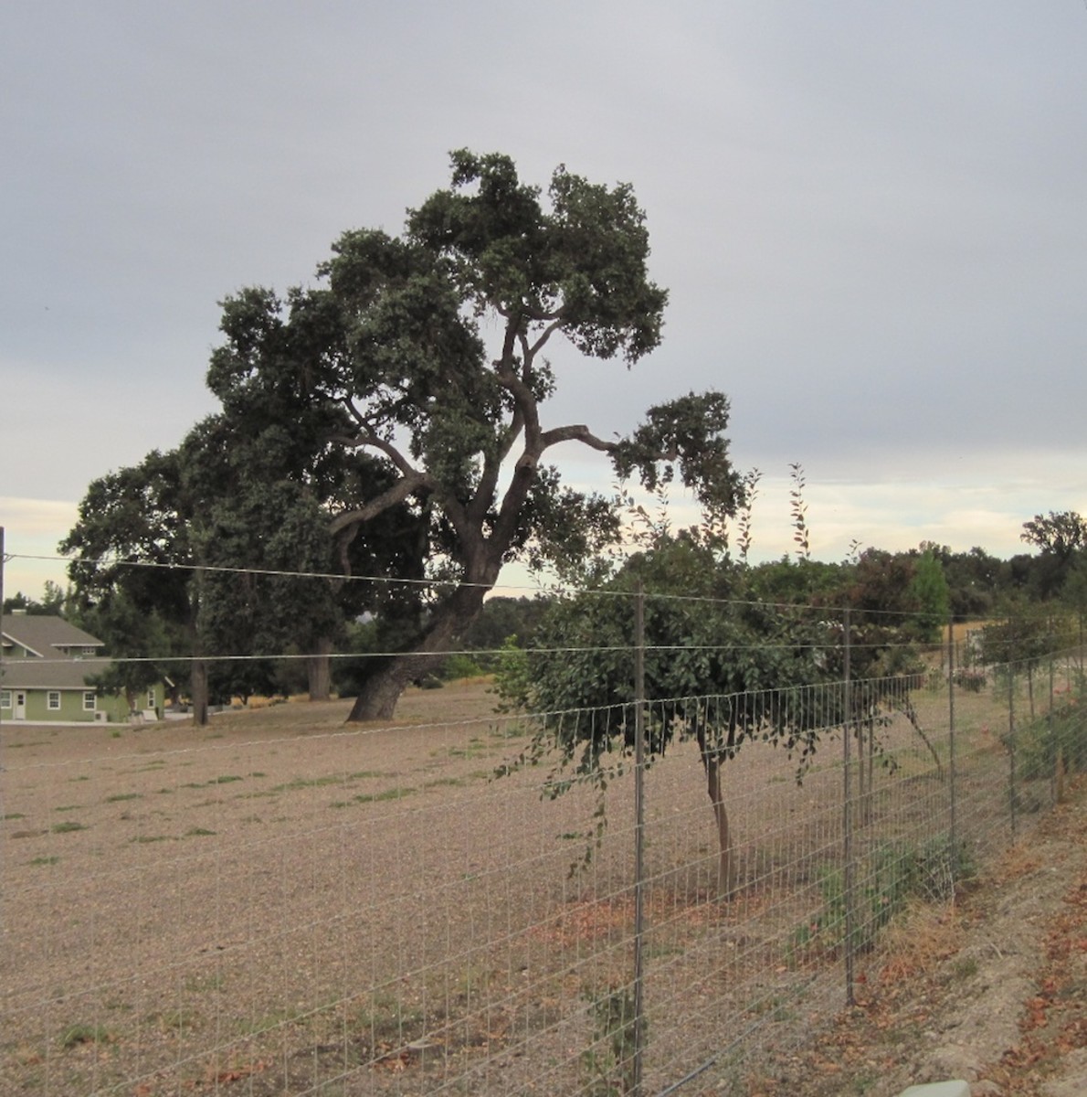 Photogenic Oak Trees in North San Luis Obispo County - HubPages