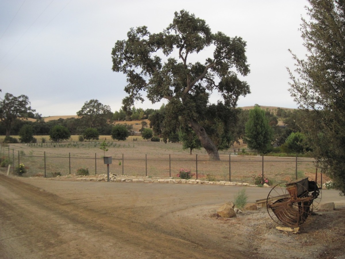 Photogenic Oak Trees in North San Luis Obispo County - HubPages