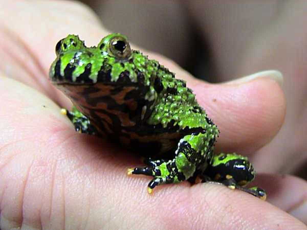 Different Types of Frogs - HubPages