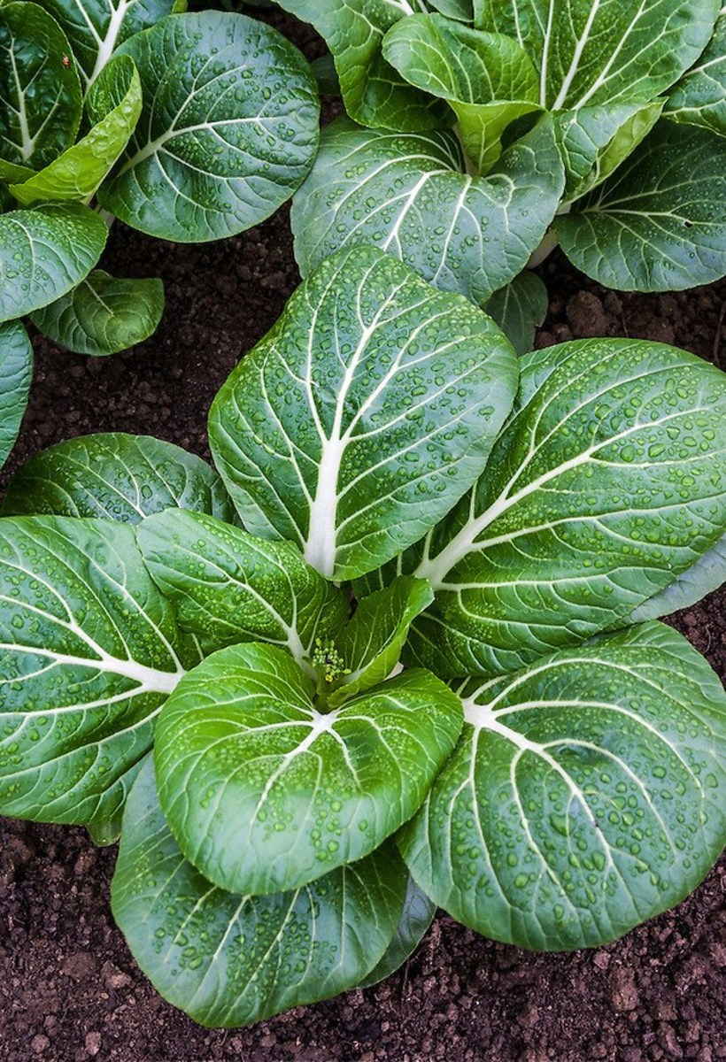 Naturally Occurring Sodium Content Of Fruits And Vegetables Hubpages