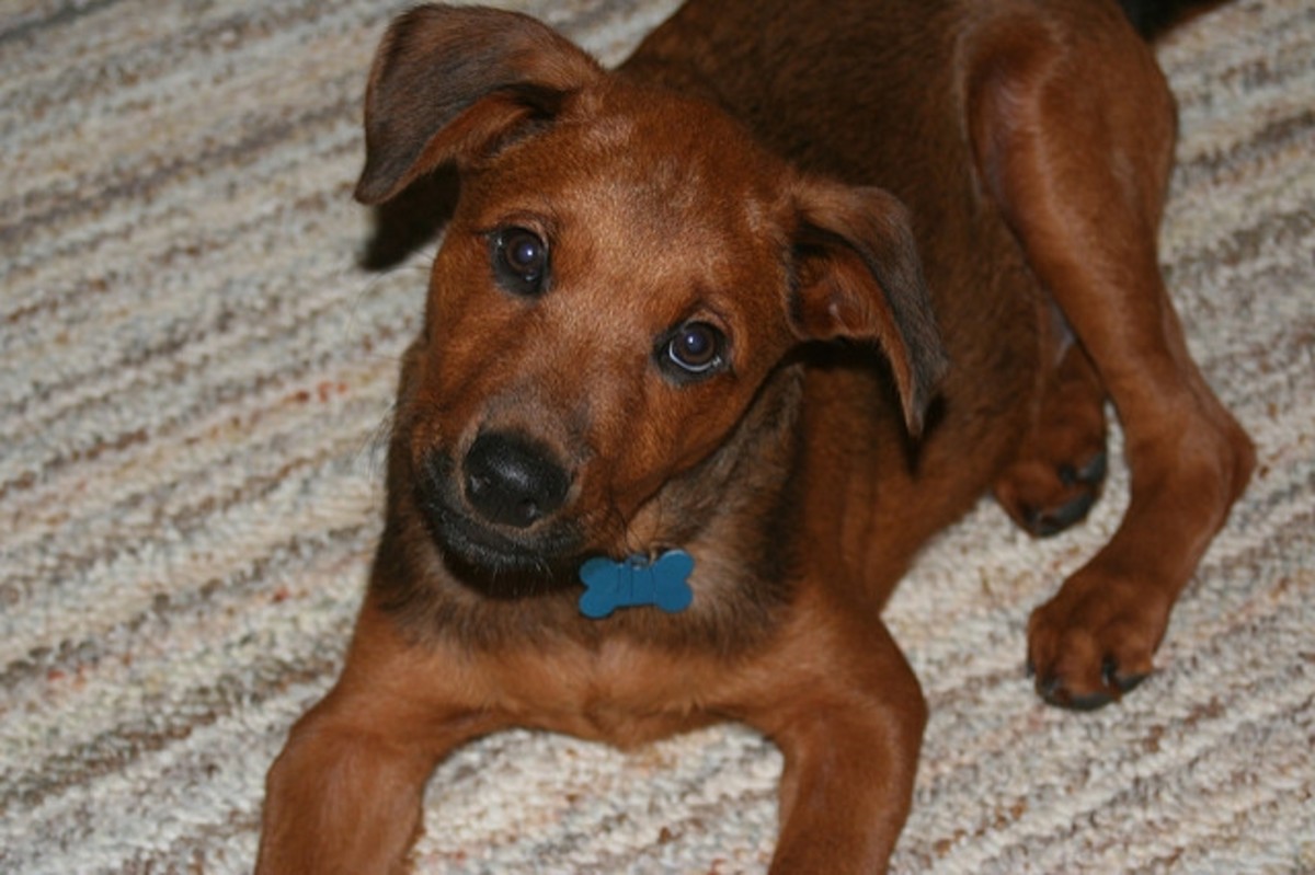 Highly Sensitive People: How all Sensitive People are Natural Born ...