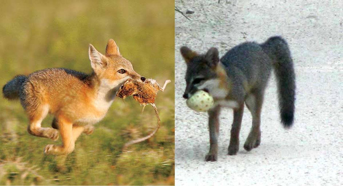 7 Reason Fox is Better Pet Than Dog - HubPages