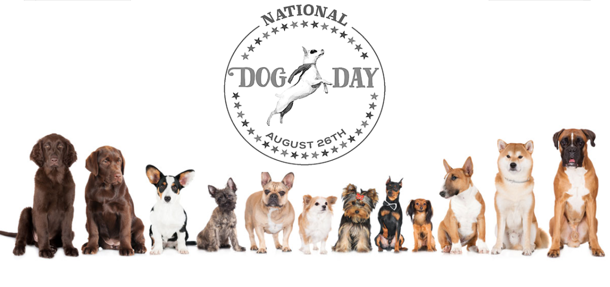 National Dog Day: 50+ Best Dog Day Quotes Instagram Captions And FAQs ...