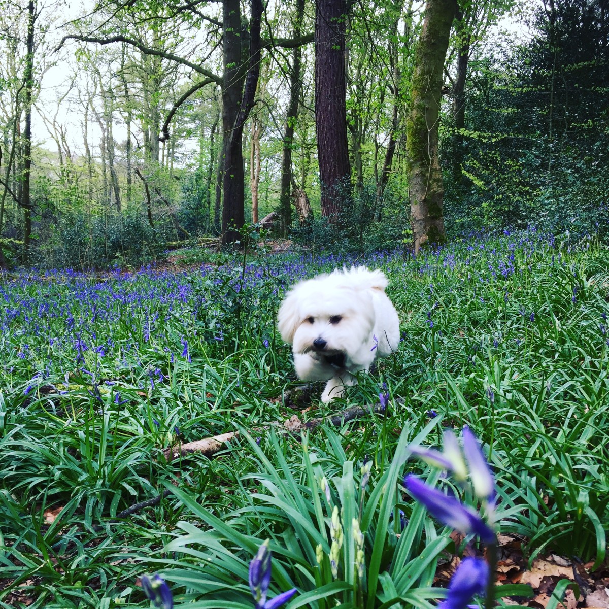 What Is the Best None Shedding Anti Allergy Dog Breed? - HubPages