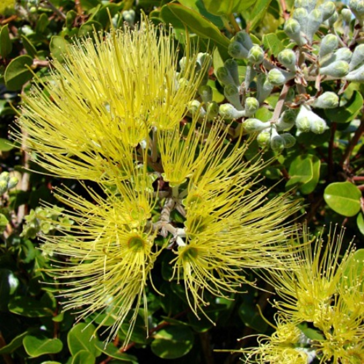 Flowers and Plants of Hawaii - HubPages