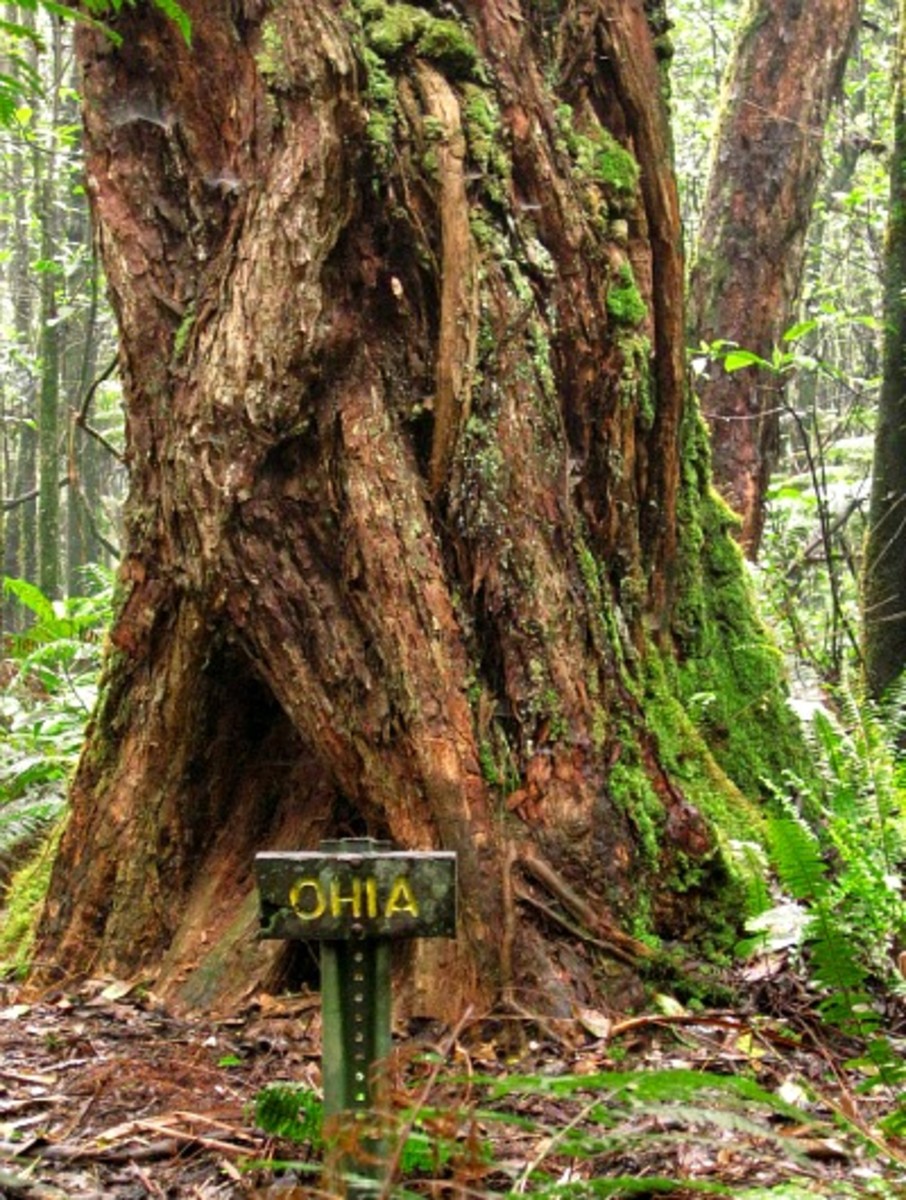 Flowers and Plants of Hawaii - HubPages