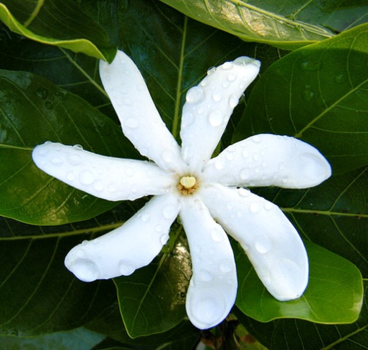 Flowers and Plants of Hawaii - HubPages