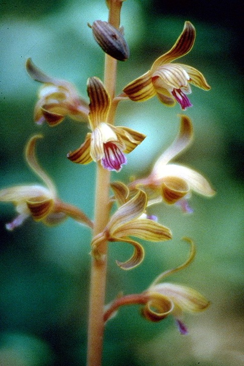 Kentucky Delightful Wild Flowers - HubPages