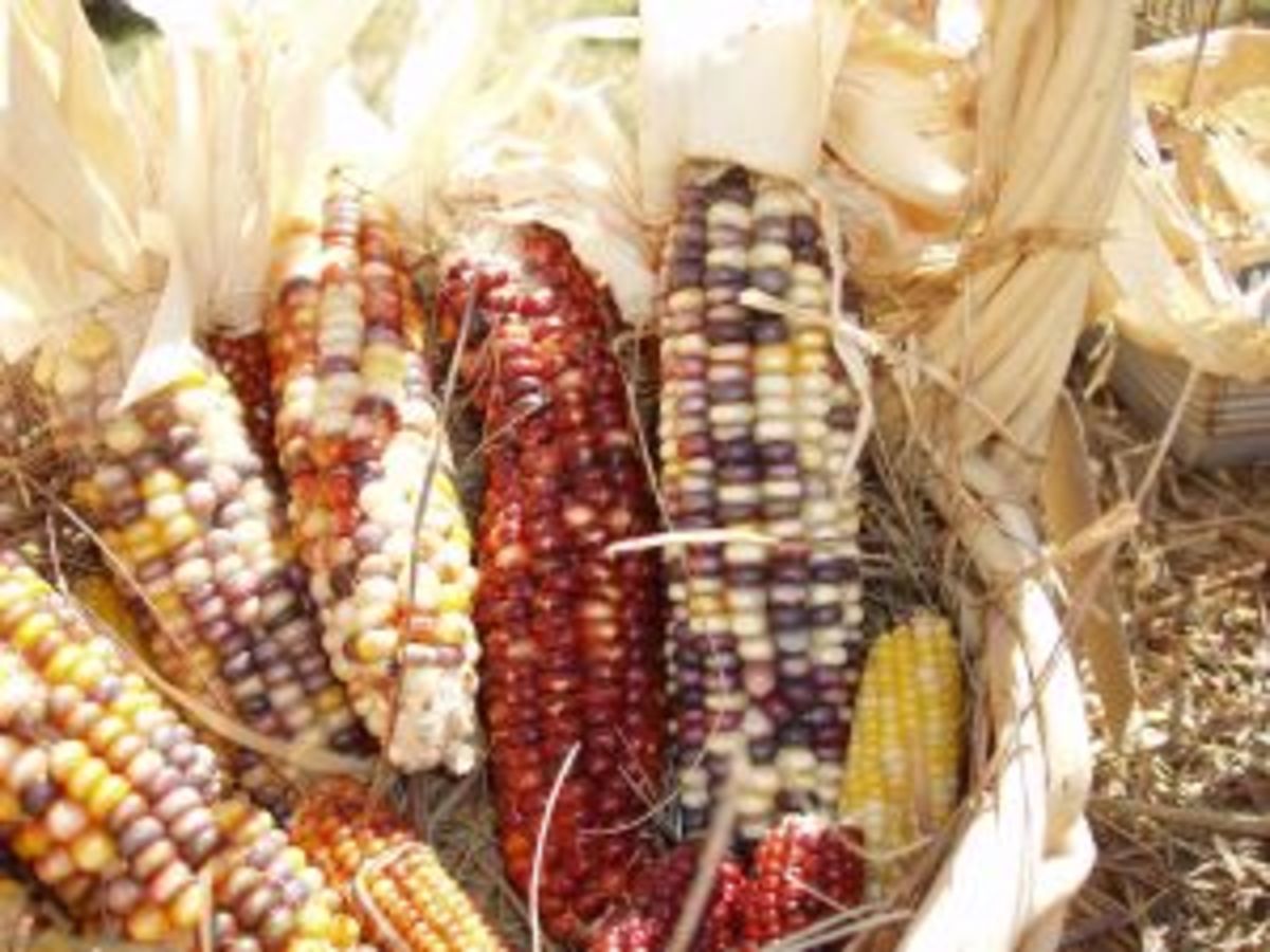 Five Kernels of Corn Story - HubPages