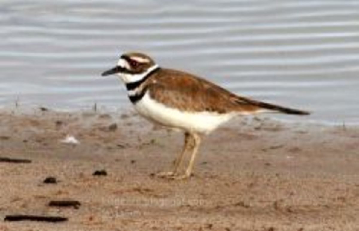 Killdeers, the Two Ringed Plover - HubPages