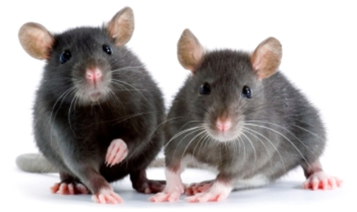 Rats In The House : Keeping Fancy Rats - HubPages