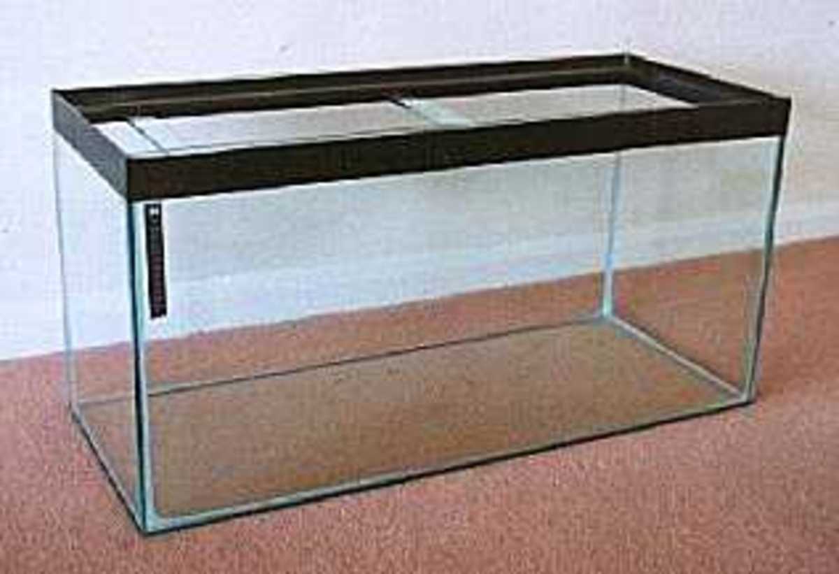 Rats In The House : Keeping Fancy Rats - HubPages