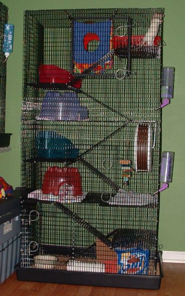 Rats In The House : Keeping Fancy Rats - HubPages