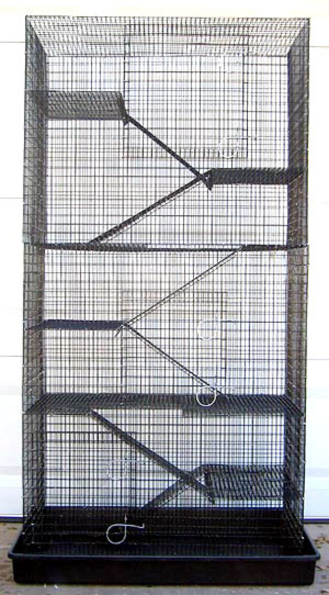 Rats In The House : Keeping Fancy Rats - HubPages