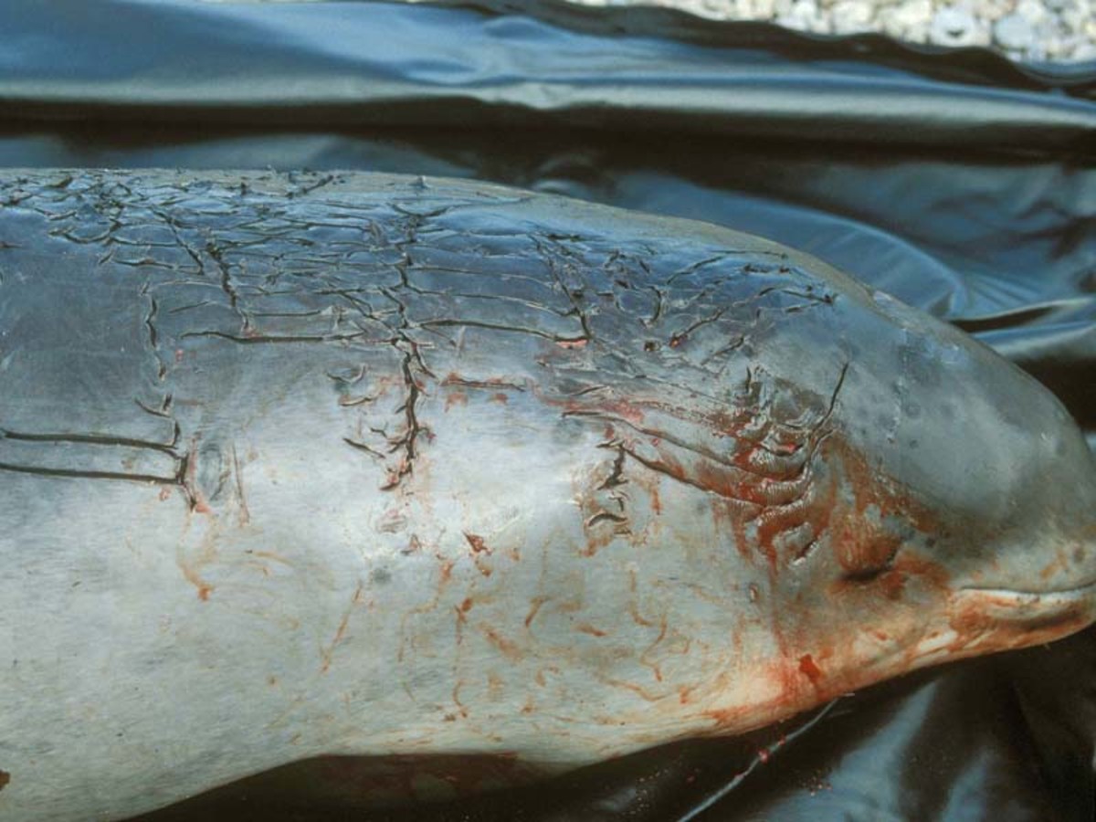 The Real Reason Orcas and Dolphins are Called "Evil" - HubPages