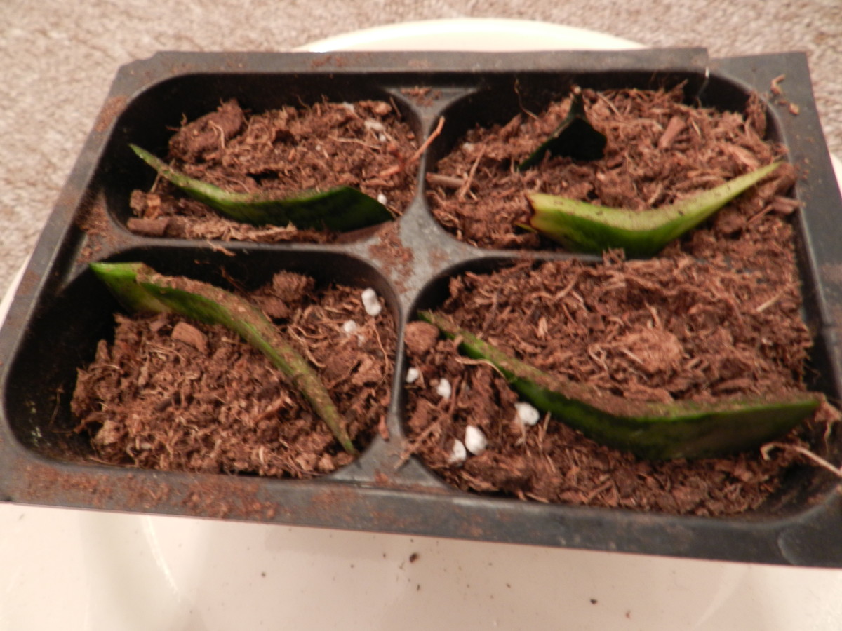 Snake Plant Propagation - HubPages