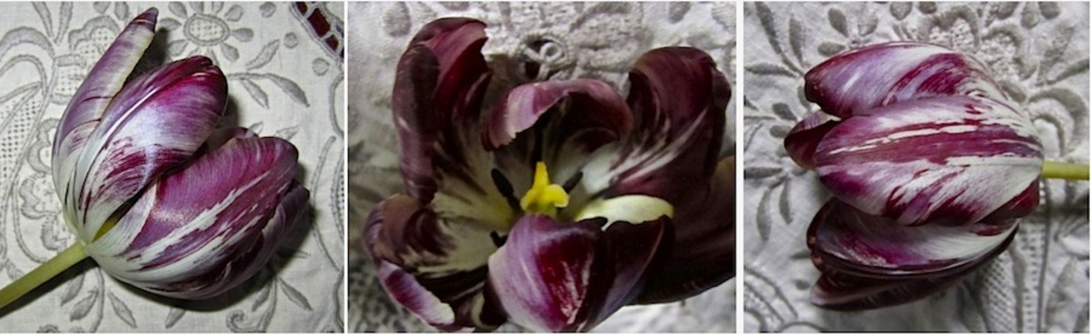 101 Gardening Secrets Experts Never Tell You - HubPages