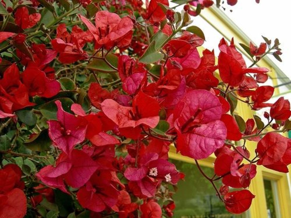 How to Grow Bougainvilleas - HubPages