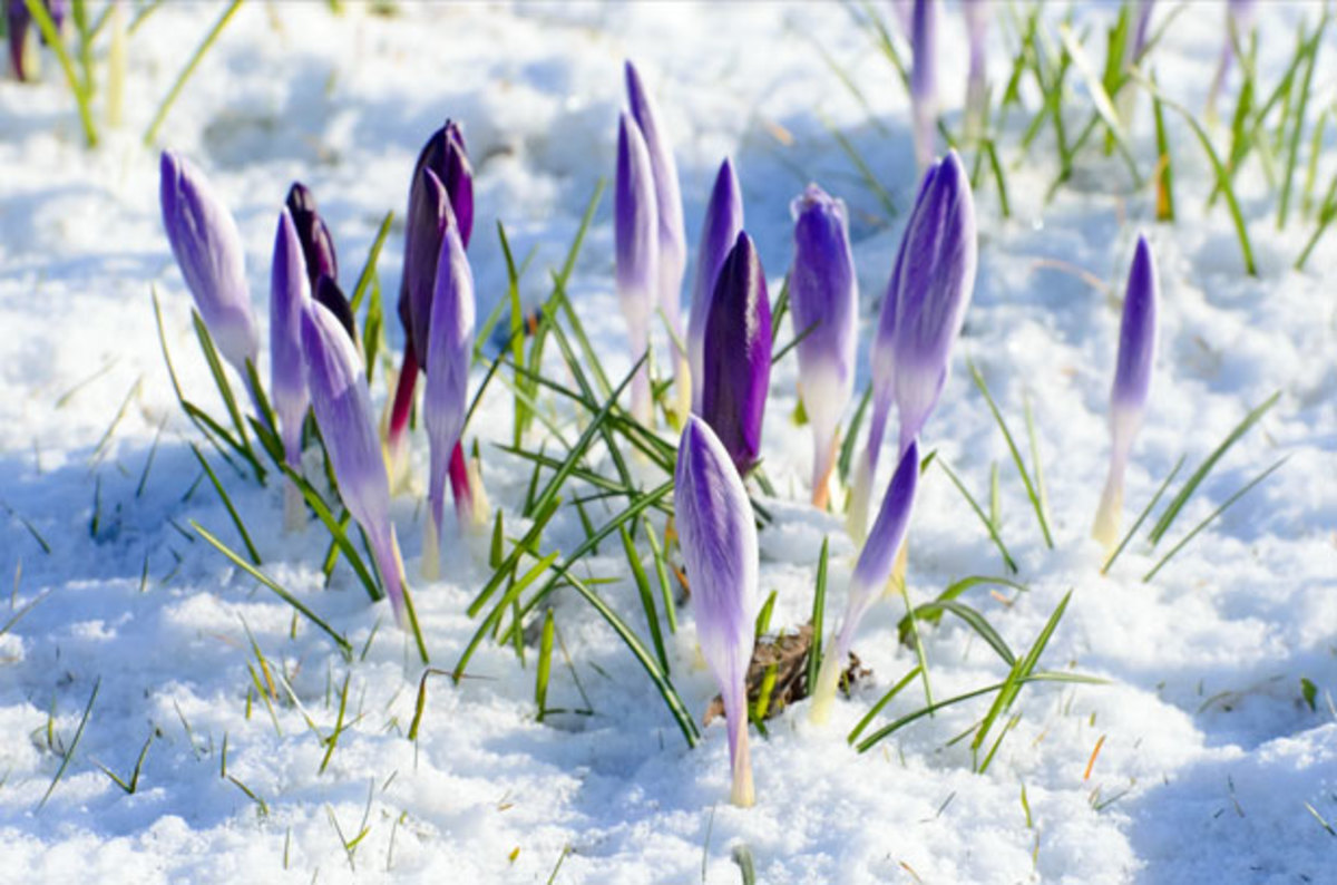 SPRING POEMS: 60 Best Spring Poems and Spring Poems for Kids - HubPages