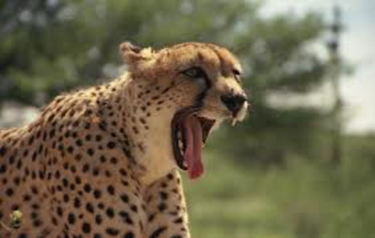 Facts about Cheetah Adaptations : Camouflage Survival in the Savannah ...
