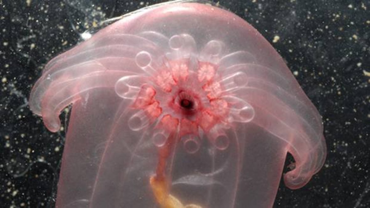 The Coolest Underwater Animals: The 15 Most Unusual Sea Creatures ...